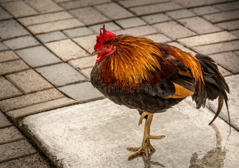 Free Range Rooster Standing on One Leg Stock Image - Image of livestock ...