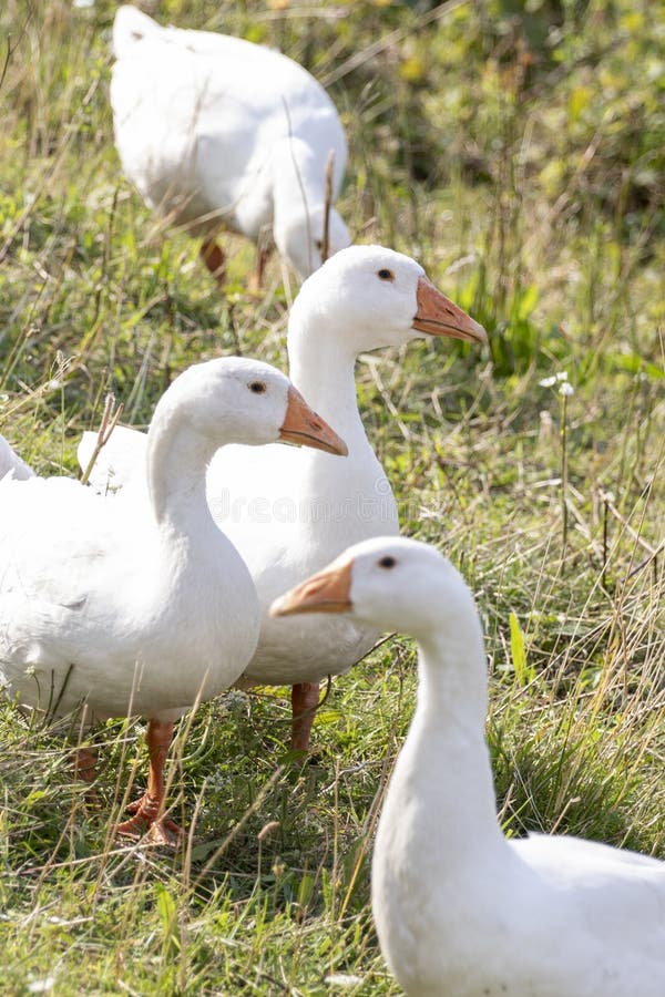 Free-range white geese stock photo. Image of domestic - 228135804