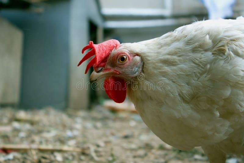 Free Range White Hen and Her Strange Look Stock Image - Image of rural ...