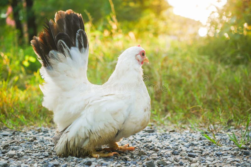 Free Range White Thai Bantam Chickens Outdoors in Early Morning Light ...