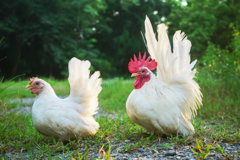 Free Range White Thai Bantam Chickens Outdoors in Early Morning Light ...