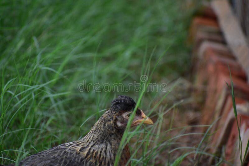 Free ranging chicken hen stock image. Image of agriculture - 132678139