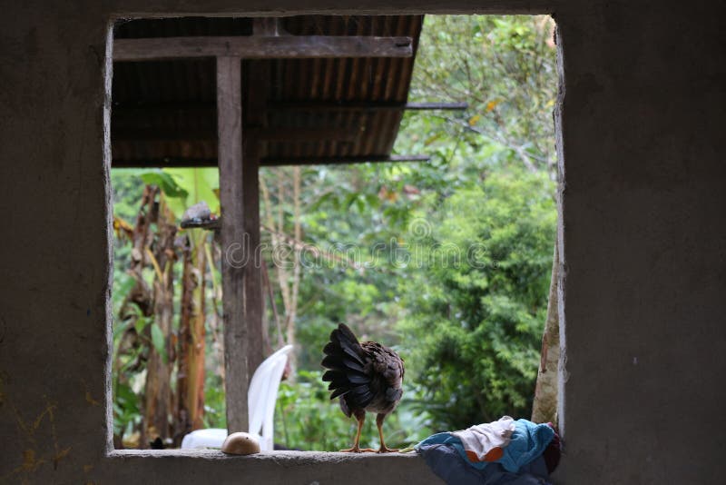 A Free Ranging Chicken Standing in the Window Stock Image - Image of ...
