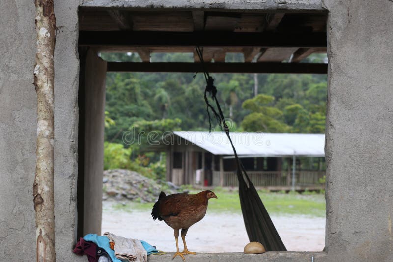 A Free Ranging Chicken Standing in the Window from Behind Stock Photo ...