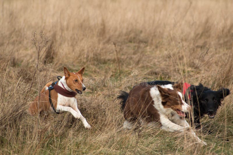 Free from Restraint, Three Dogs Race Stock Photo - Image of basenji ...