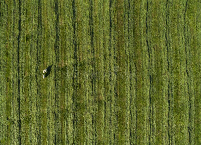 Free roaming sheep stock photo. Image of animal, green - 170974968