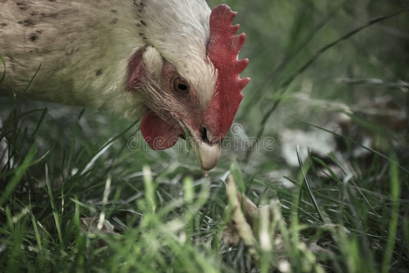 Free Roaming White Chicken Picking and Eating Grass Stock Image - Image ...