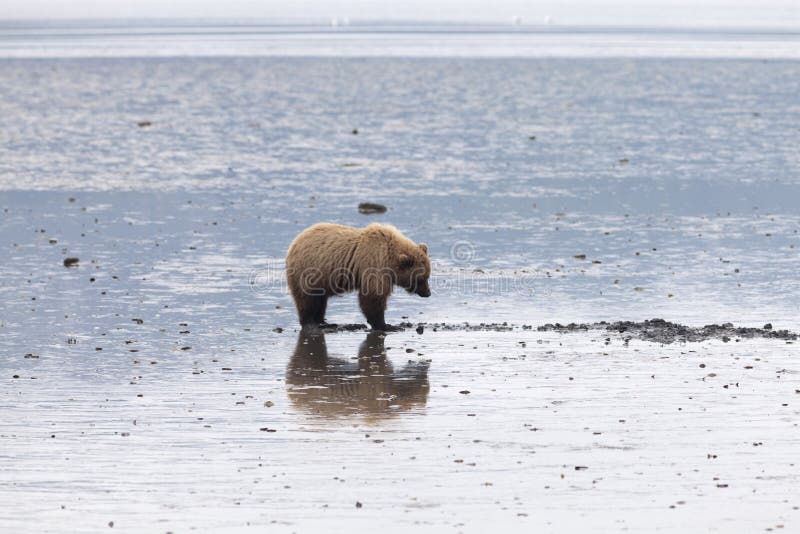 Free Roaming Wild Brown Bear Stock Photo - Image of katmai, beach: 78885482