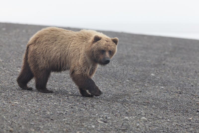 Free Roaming Wild Brown Bear Stock Image - Image of wilderness, bear ...
