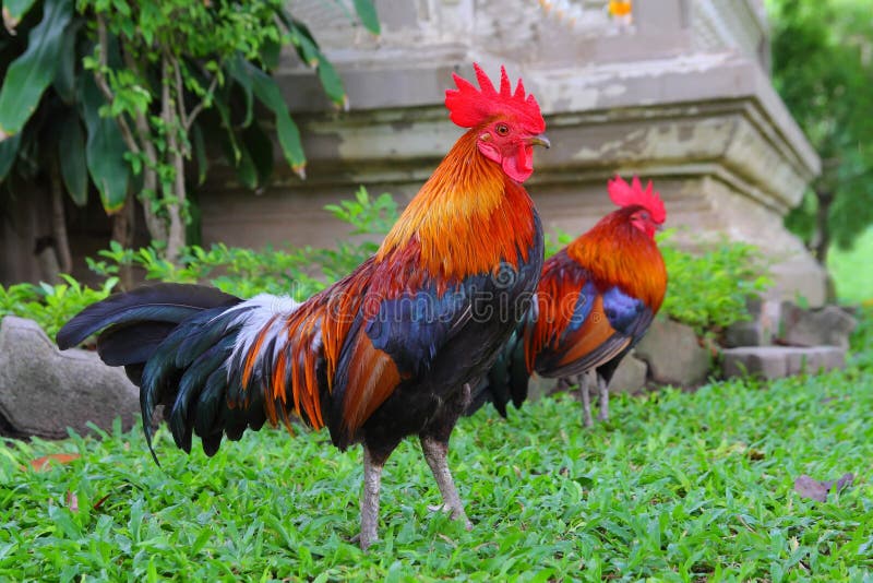 Free Rooster stock image. Image of green, food, natural - 24987997