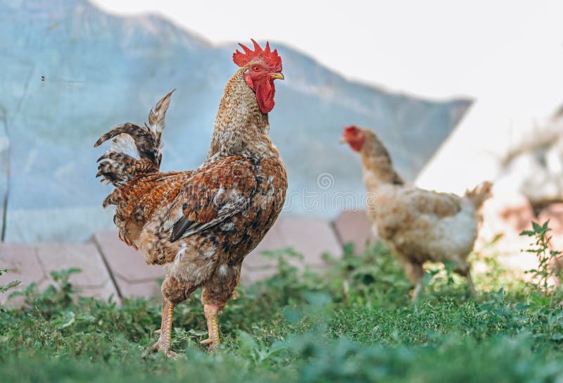 Free Rooster in a Yard stock image. Image of natural - 329257573