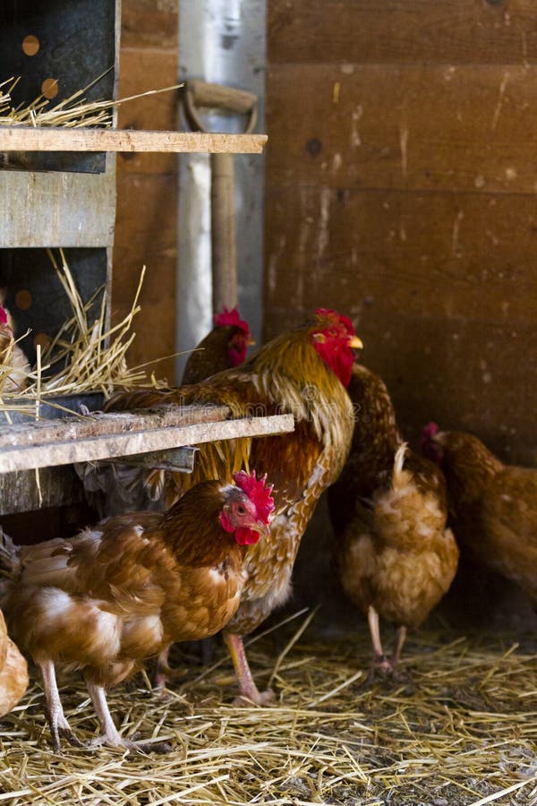 Free range chickens stock photo. Image of organic, range - 29884514