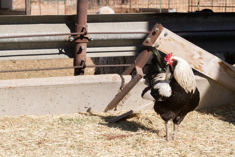 Free range chickens stock image. Image of beak, brown - 286861153 Free range chickens stock image. Image of beak, brown - 286861153