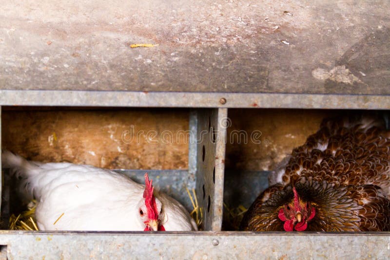Free range chickens stock photo. Image of wattles, nature - 286957718 Free range chickens stock photo. Image of wattles, nature - 286957718