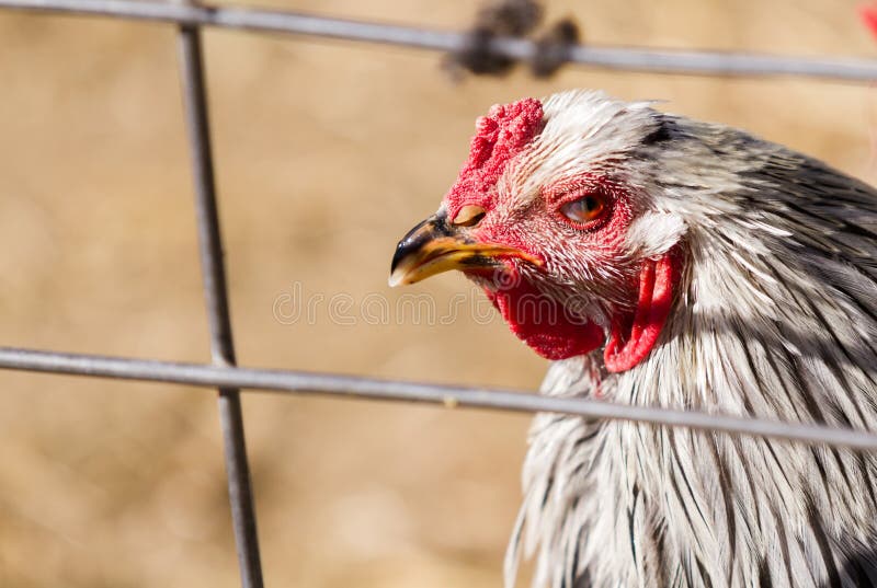 Free range chickens stock image. Image of nature, bird - 287567161 Free range chickens stock image. Image of nature, bird - 287567161