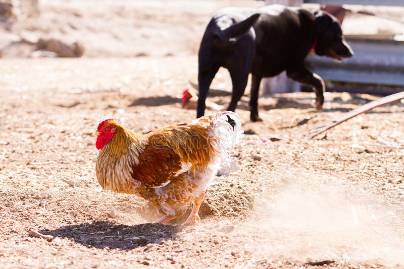 Free range chickens stock image. Image of animals, beak - 287569381 Free range chickens stock image. Image of animals, beak - 287569381