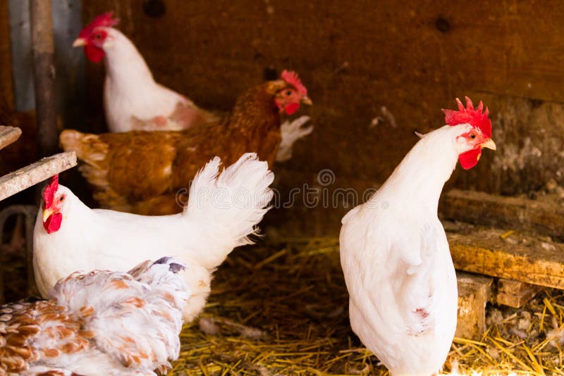 Free range chickens stock image. Image of brown, domestic - 288043533 Free range chickens stock image. Image of brown, domestic - 288043533