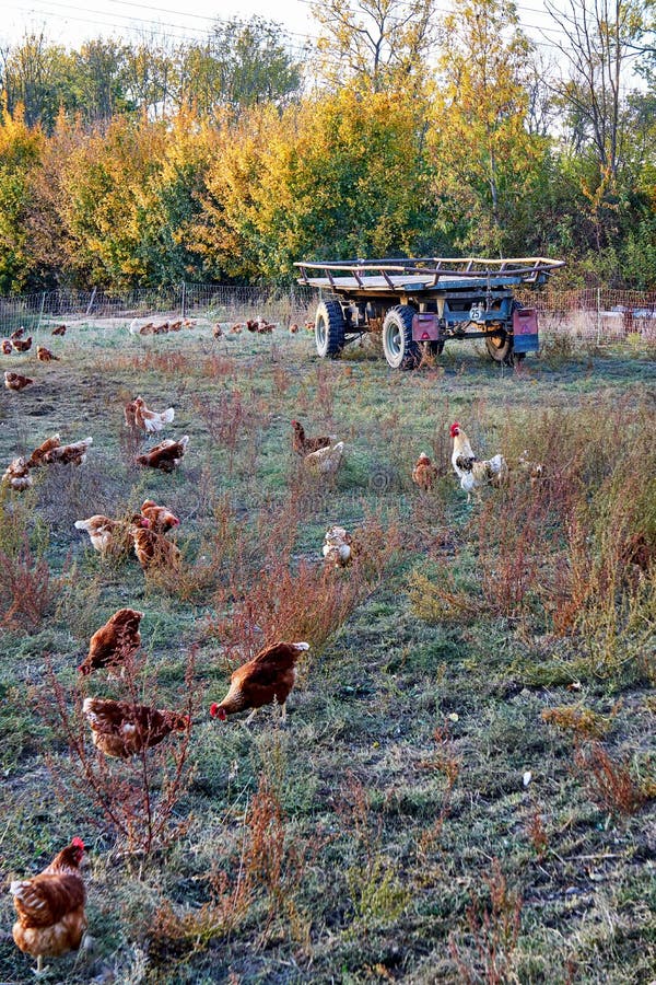 Free Running Chickens in a Field with a Trailer Stock Image - Image of ...