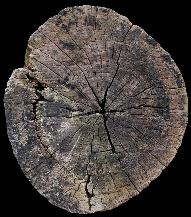 Free Seamless Texture Old Tree Stump Stock Photo - Image of texture ...