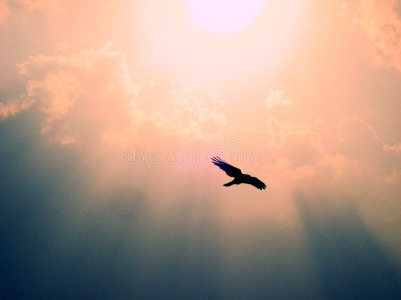 Free soul stock photo. Image of freedom, soul, high - 121664300