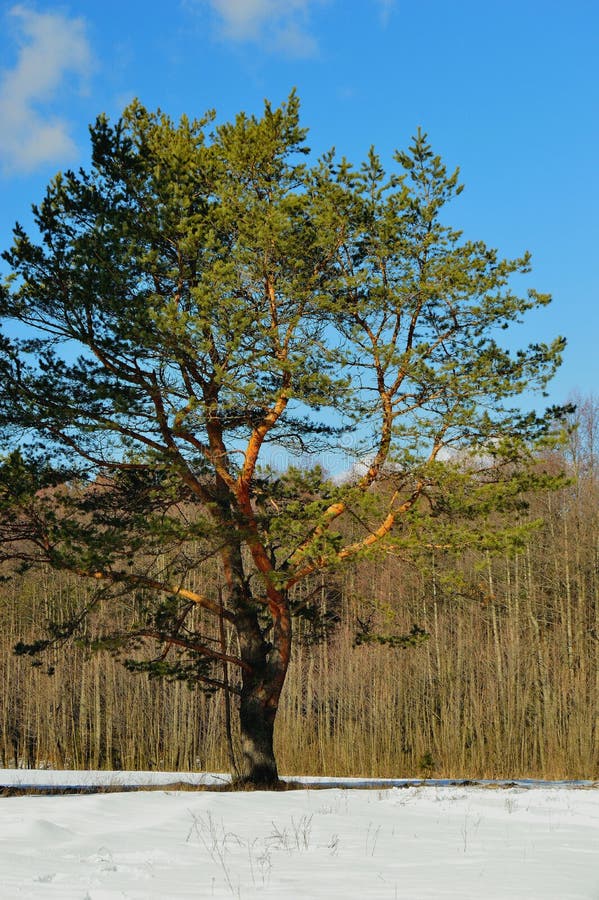 A Free-standing Pine Tree on the Edge of the Forest. Winter Landscape ...