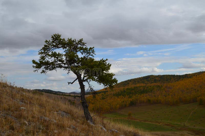 A Free-standing Tree in the Mountains Pine Tree at the Top of the ...