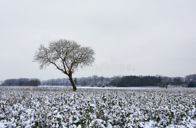 Free Standing Tree in a Snowy Winter Field Stock Image - Image of grass ...