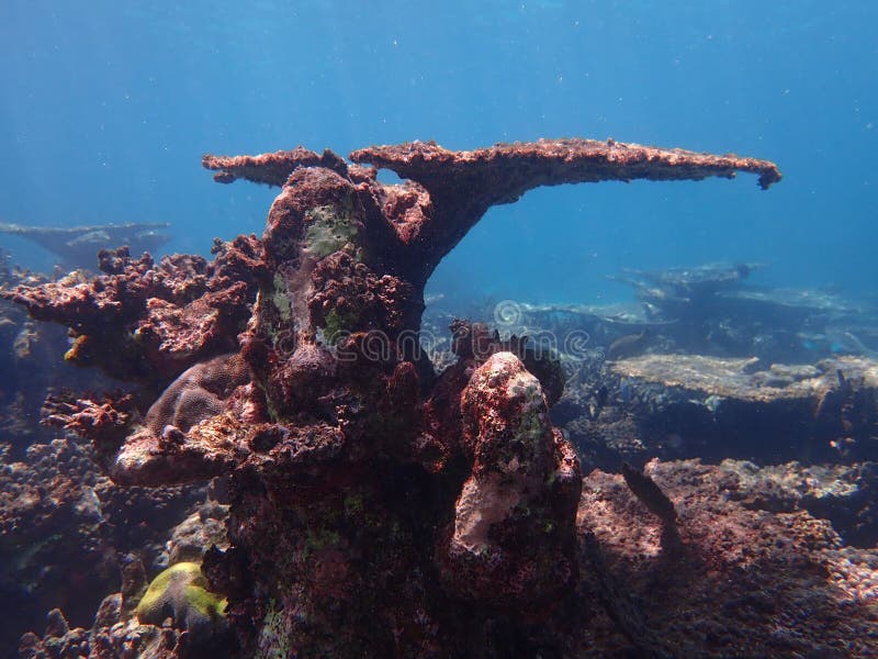 Freedive stock image. Image of coral, turtle, freedive - 104718669