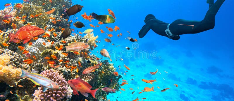 Freediver Swimming in Deep Sea Stock Image - Image of activity, colored ...
