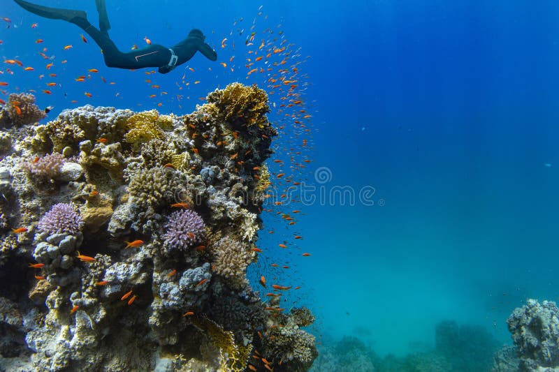 Freediver Swimming in Deep Sea with Sunrays Stock Photo - Image of ...