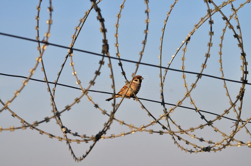 Freedom stock photo. Image of wire, bird, barbed, locked - 14108896