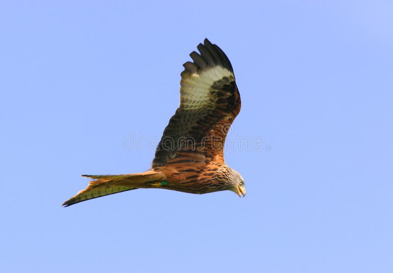 Red Kite Hunting stock photo. Image of bird, kite, hunting - 5025184
