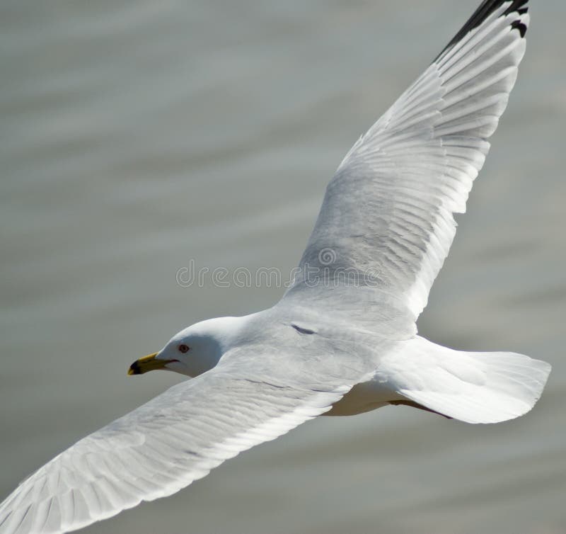 Flying Western Gull stock photo. Image of fauna, flying - 3258310