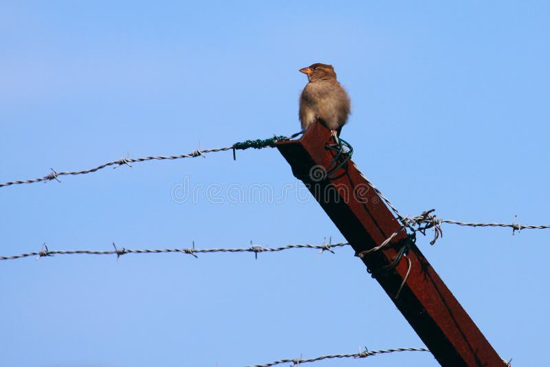 Freedom stock image. Image of sparrow, bird, clear, freedom - 8304645