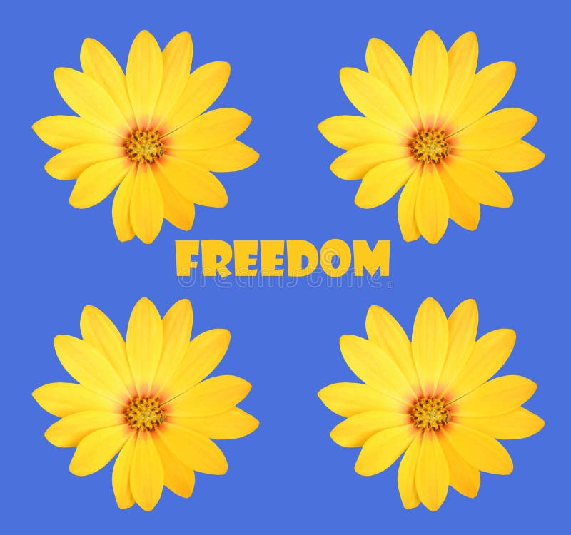 Freedom stock photo. Image of scene, yellow, creative - 77810332