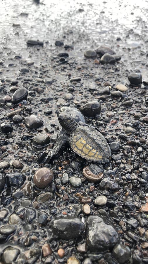674 Baby Sea Turtle Release Stock Photos - Free & Royalty-Free Stock ...