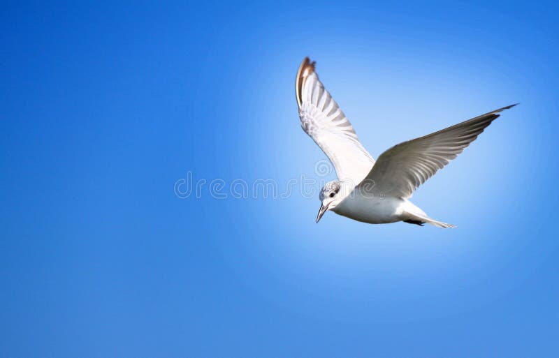 The Freedom Bird Picture. Image: 19168380