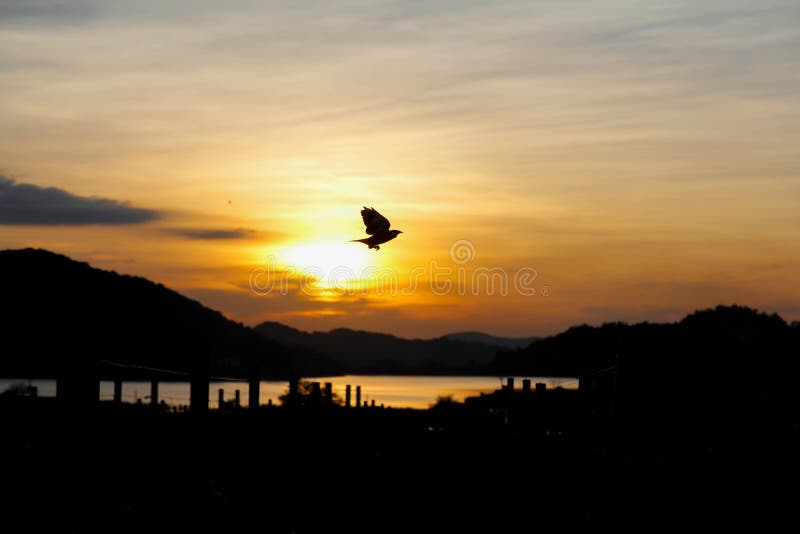 The Freedom Bird Picture. Image: 19168380