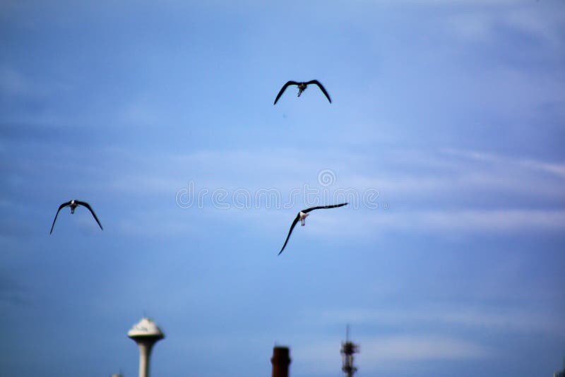 Freedom stock image. Image of represent, flying, bird - 121844031