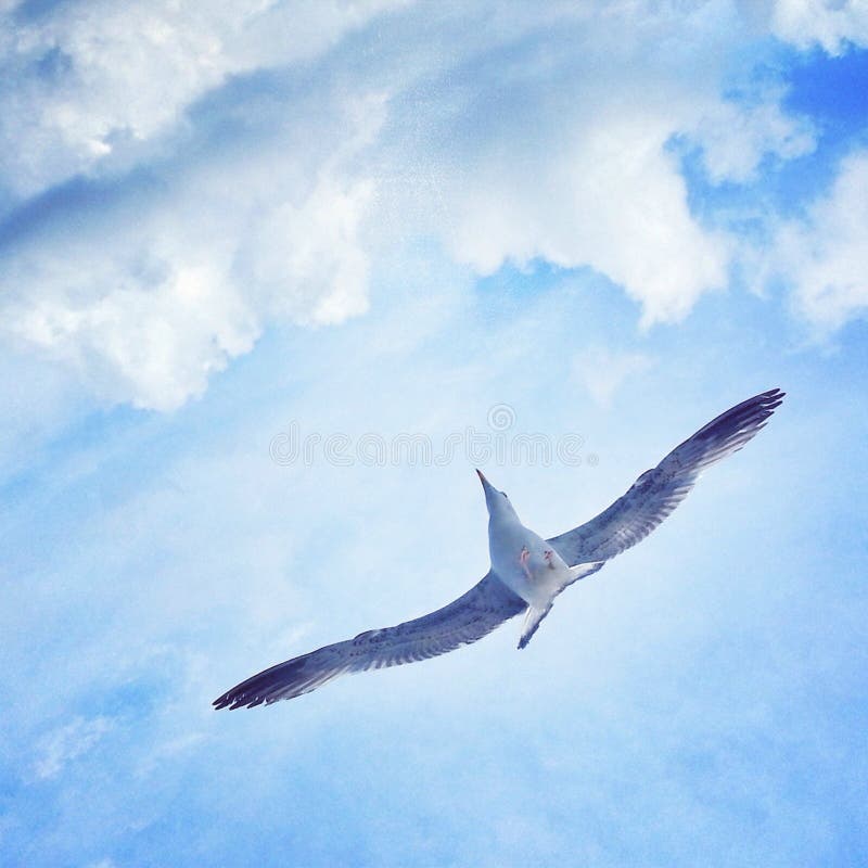 Freedom stock photo. Image of freedom, animal, bird, blue - 46359394