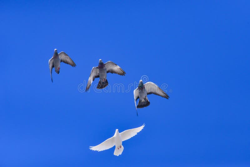 Freedom of Birds and Freedom Stock Image - Image of cruising ...