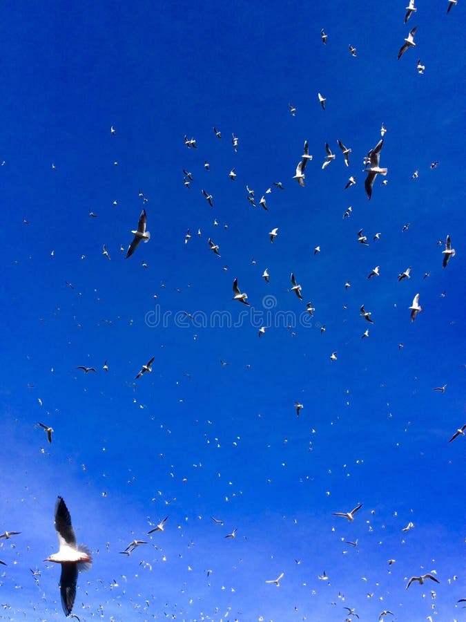 Freedom stock photo. Image of atmosphere, blue, freedom - 61059162