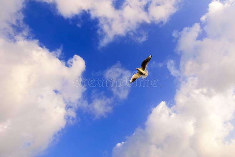 Freedom Concept. Flying Seagulls in Blue Sky with Clouds Stock Image ...