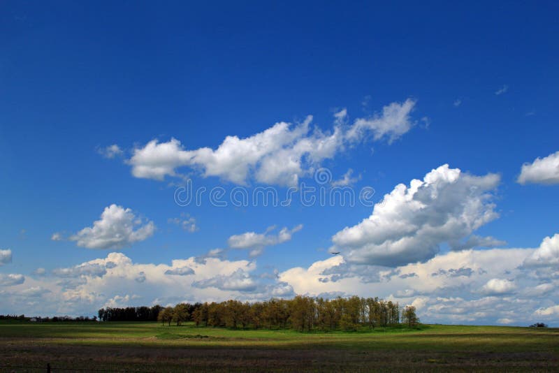 Freedom stock image. Image of open, liberty, trees, beauty - 78495319