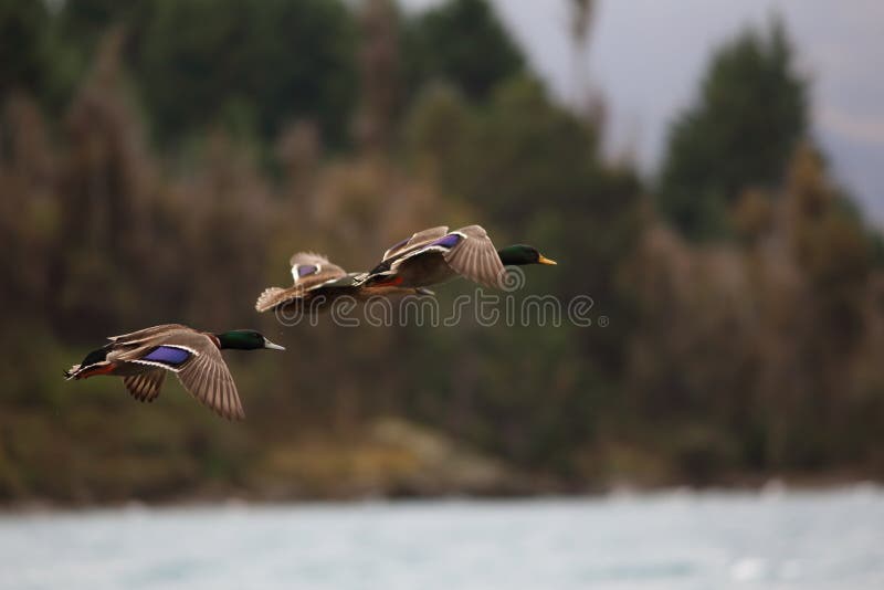 Freedom stock photo. Image of nature, wing, wilderness - 40227706