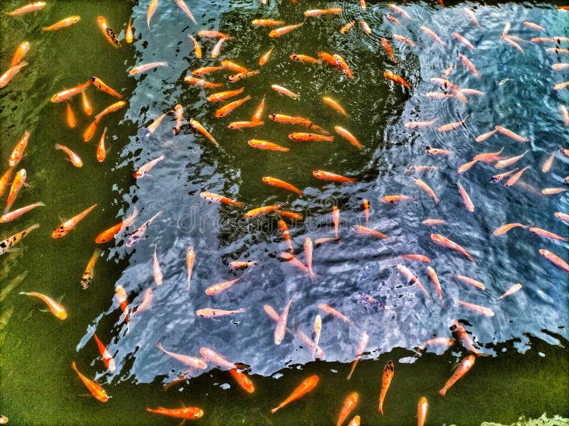 The Freedom of Fish To Swim in the Cool Nature Stock Image - Image of ...