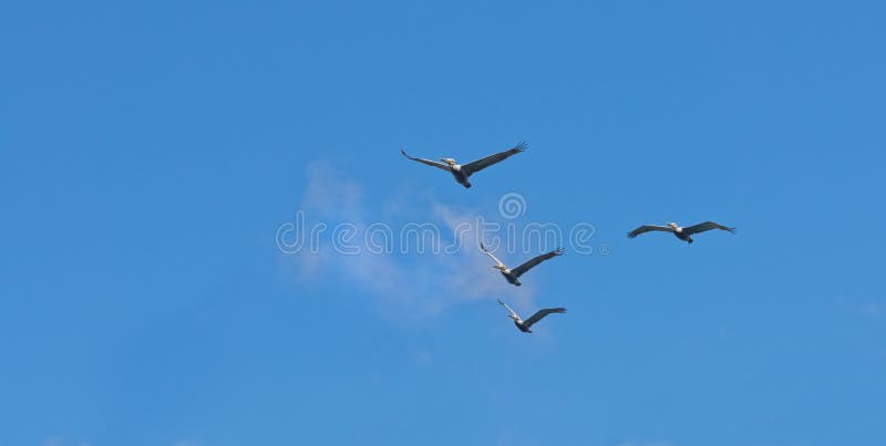 The Freedom of Flight. a Flock of Birds Flying through the Sky. Stock ...