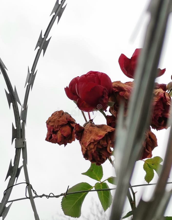 Tudor Florin Muntean (Munteantudor) - Illustrations