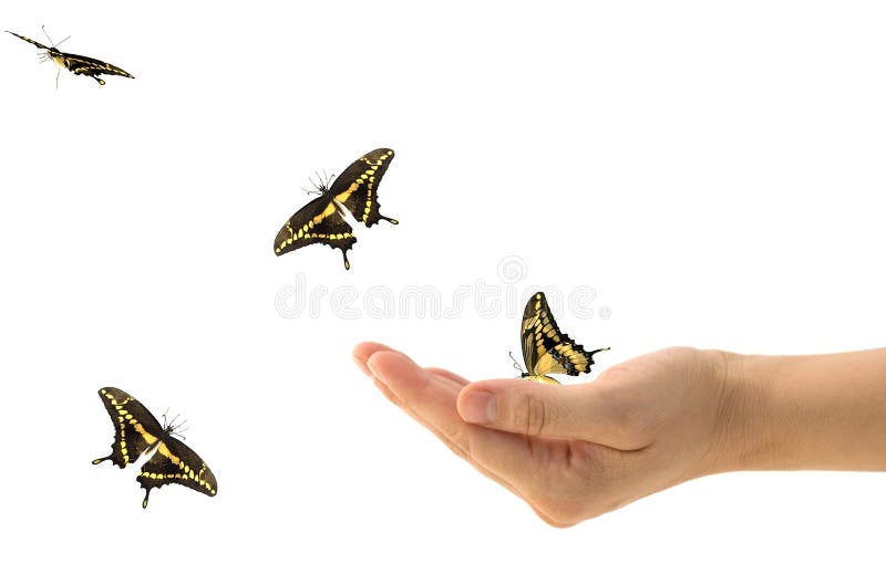 Freedom stock image. Image of insect, spread, swallowtail - 76482471