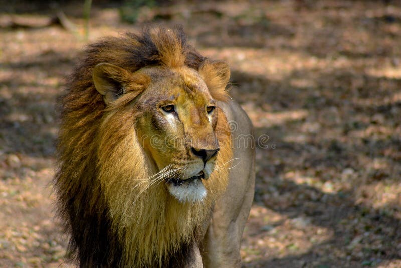 Cat Logo All Black Stock Photos - Free & Royalty-Free Stock Photos from ...